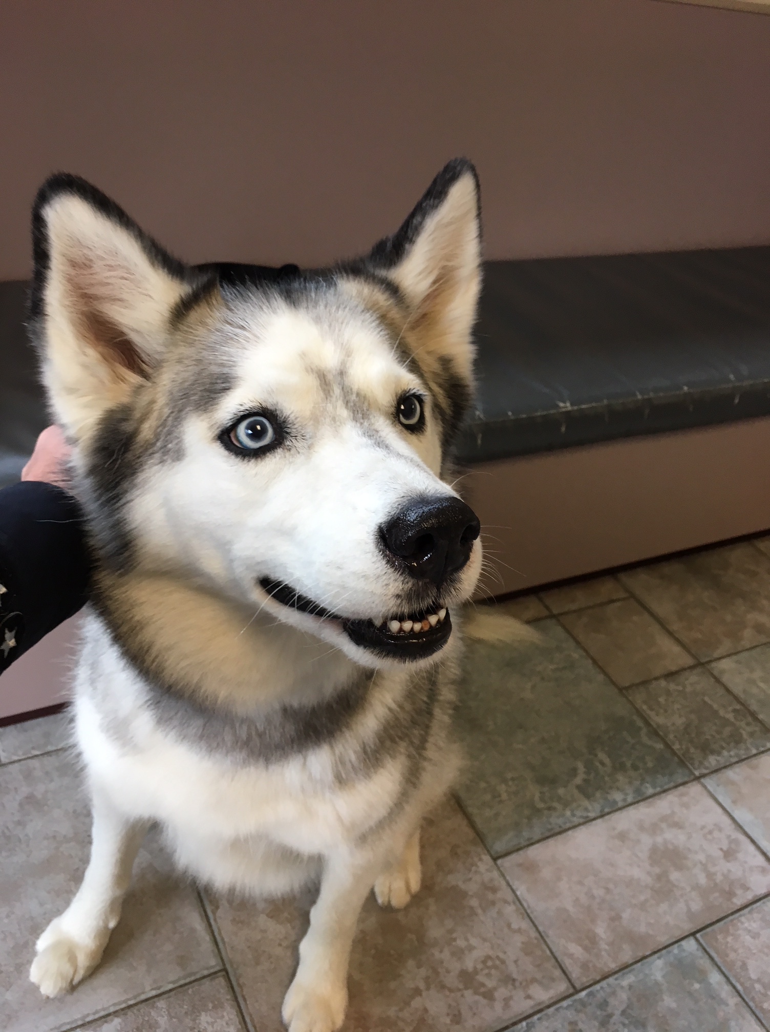 Bellevue Husky Reunited With Owner Thanks To Pet License – Bellevue ...